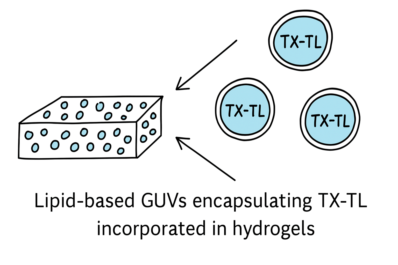 Hydrogel-Embedded GUV Developer Cells - Nucleus Developer Notes